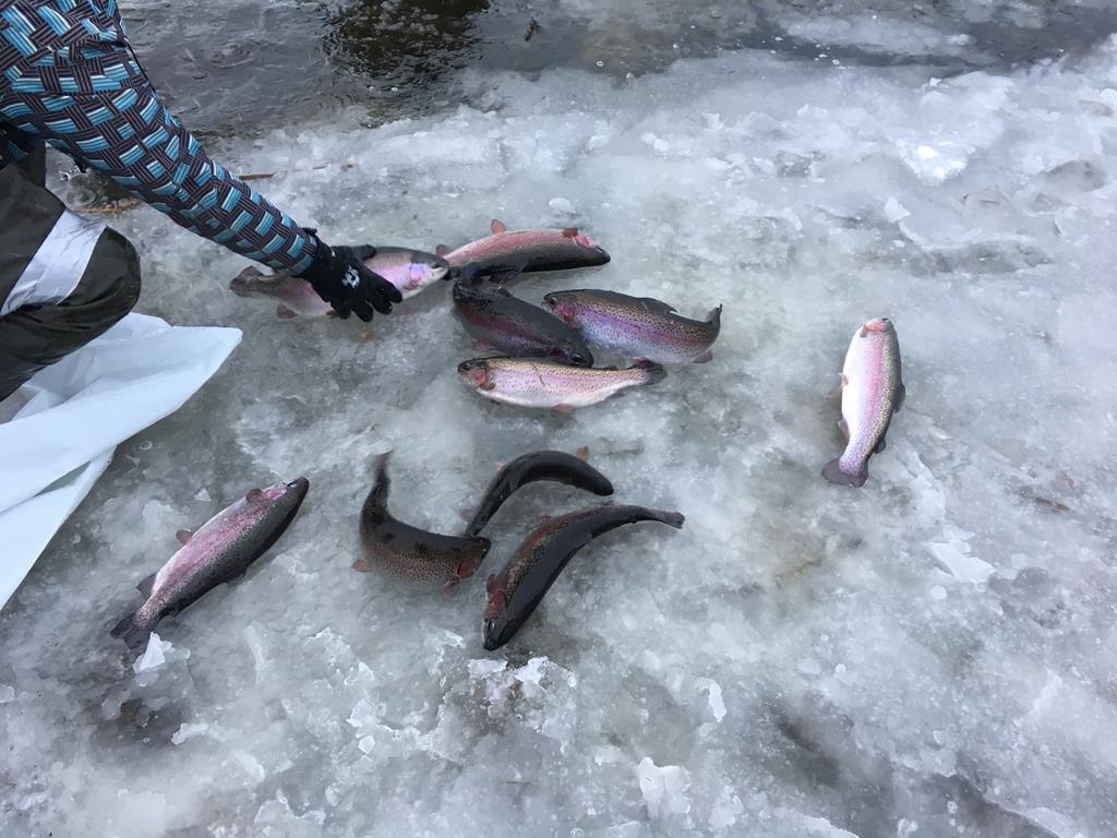 Alūksnes ezerā tiek ielaistas varavīksnes foreles